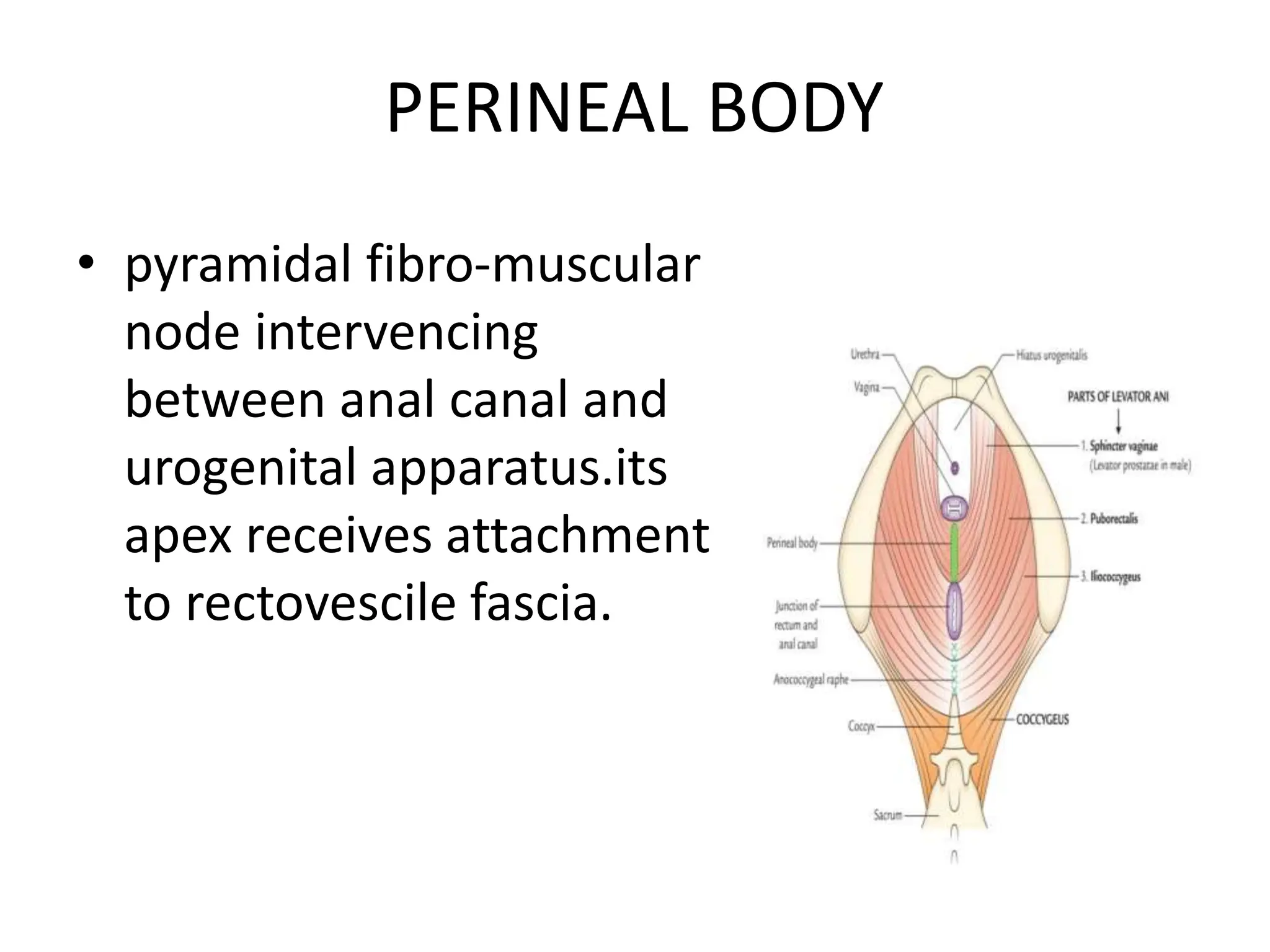 PELVIC DIAPHRAGM for education30.01.2024.ppt
