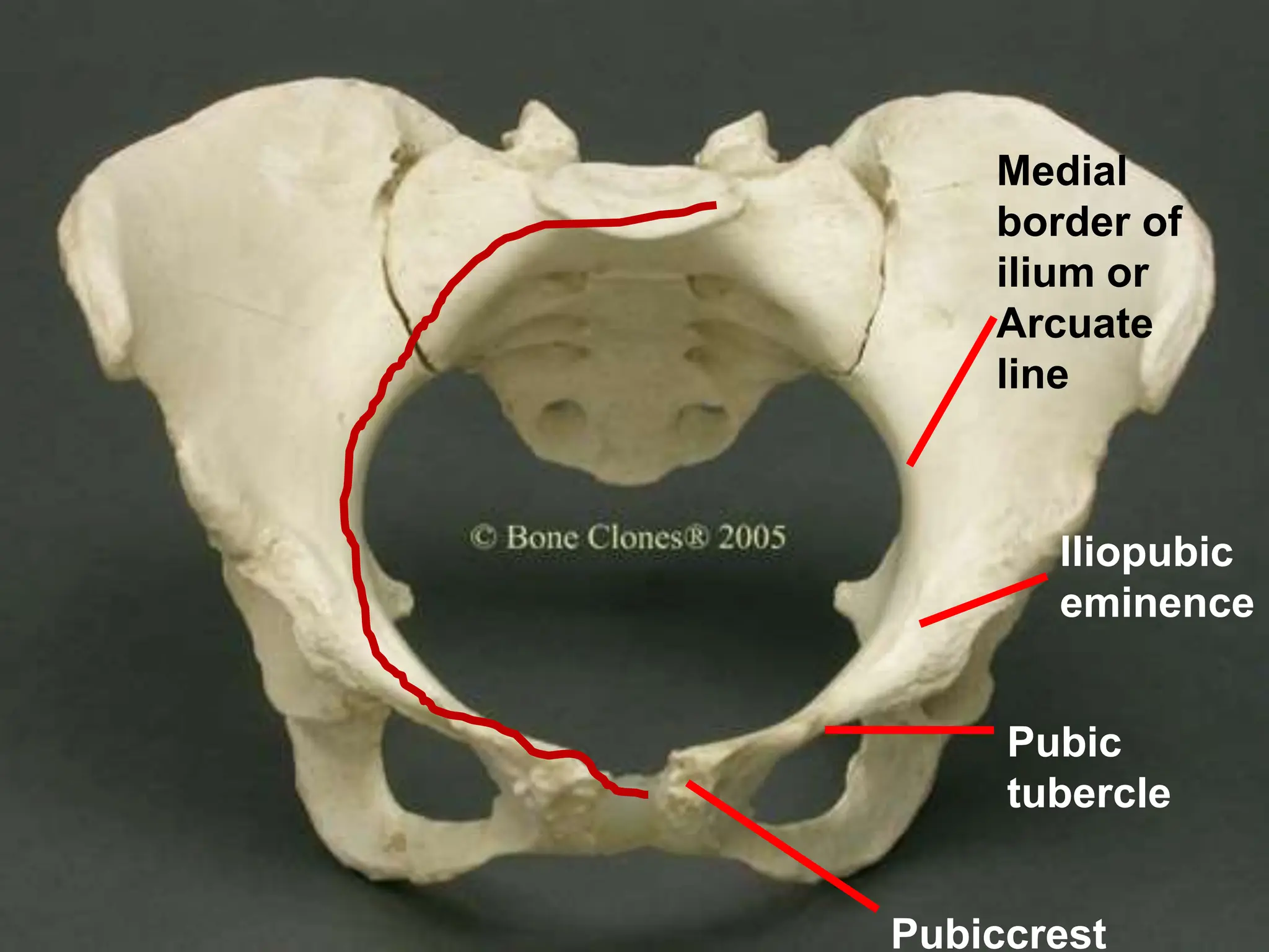 PELVIC DIAPHRAGM for education30.01.2024.ppt