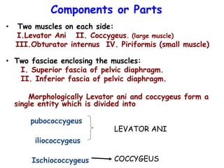 PELVIC DIAPHRAGM for education30.01.2024.ppt