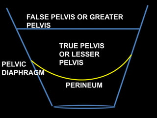 PELVIC DIAPHRAGM for education30.01.2024.ppt