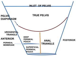 PELVIC DIAPHRAGM for education30.01.2024.ppt