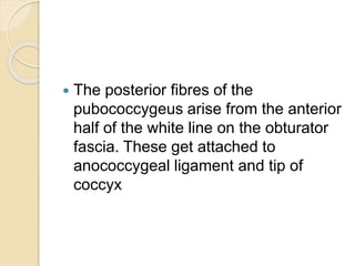 Pelvic diaphragm ppt | PPTX
