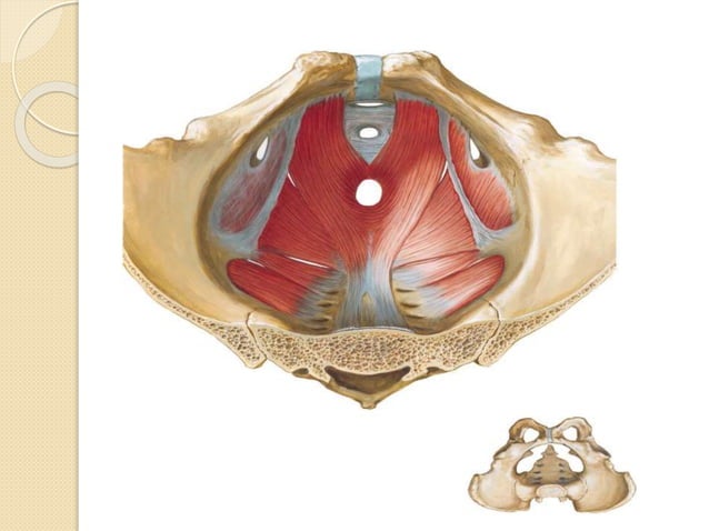 Pelvic diaphragm ppt | PPT