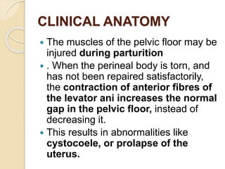 Pelvic diaphragm ppt | PPTX