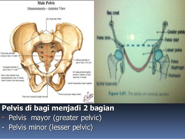 Pelvic dr.kas