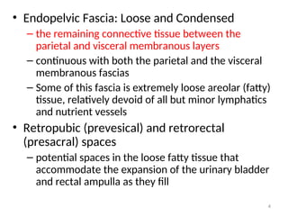 intro duction pelvic wall and Pelvic fascia.ppt