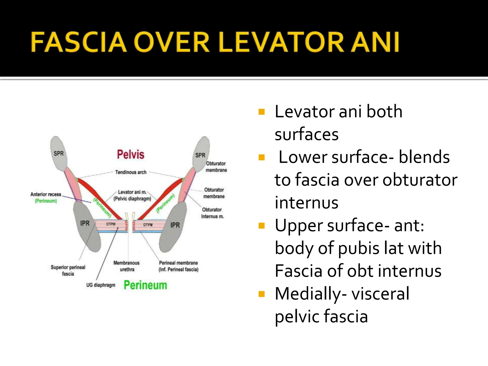 PELVIC FASCIA & PELVIC DIAPHRAGMggfc.pptx