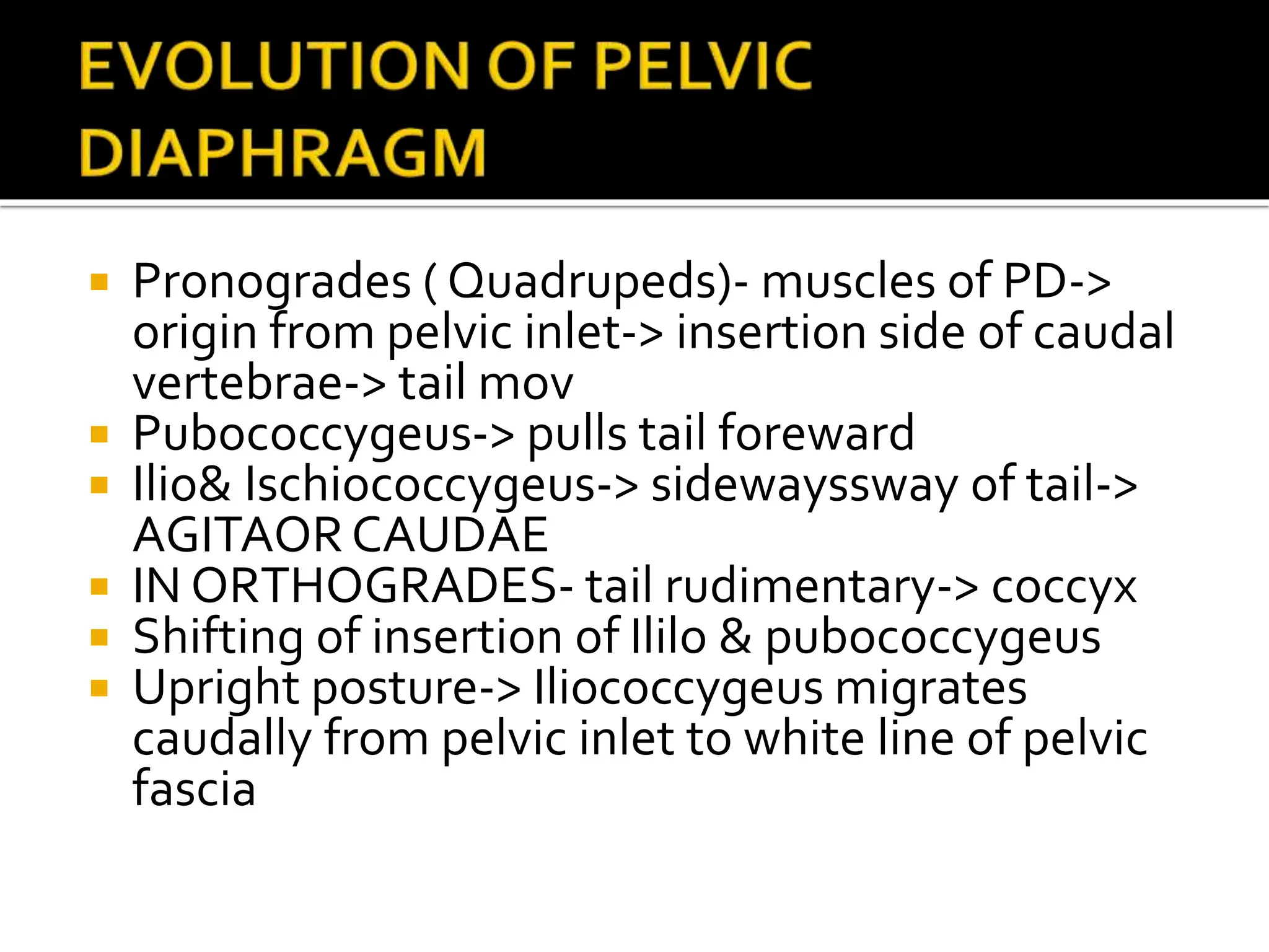 PELVIC FASCIA & PELVIC DIAPHRAGMggfc.pptx
