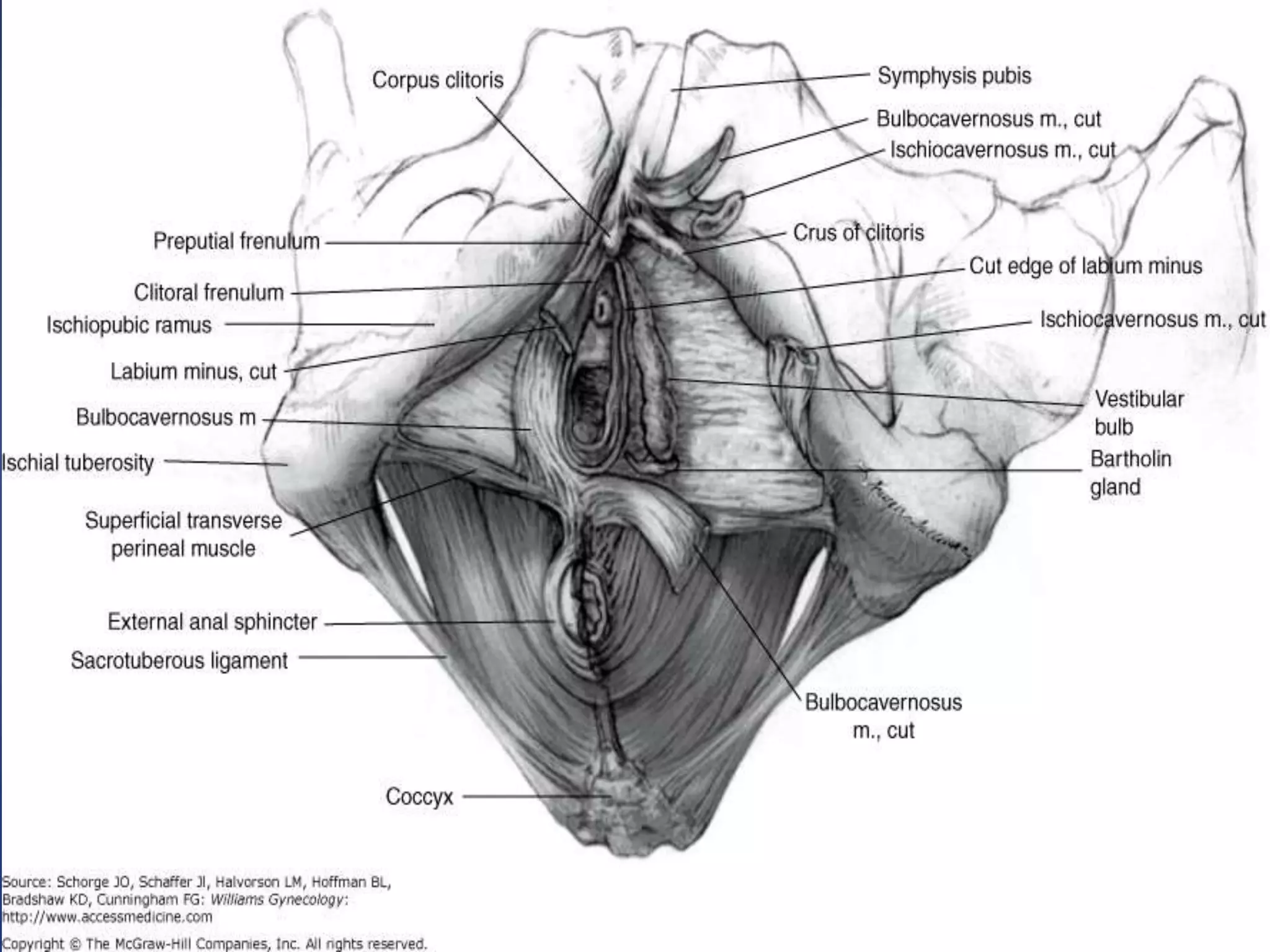 Pelvic Floor Ppt
