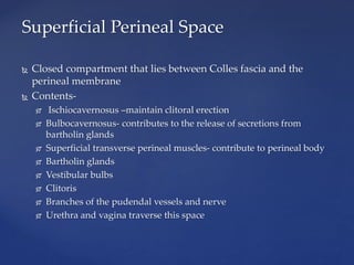 Pelvic floor | PPTX