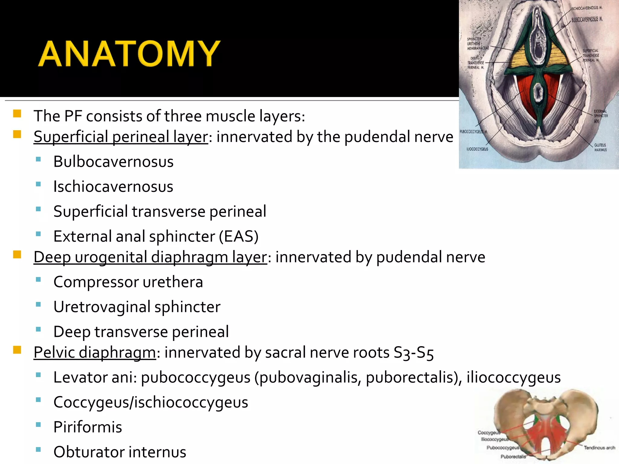 Pelvic floor | PPT