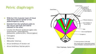 PELVIC FLOOR REHABILITATION | PPTX