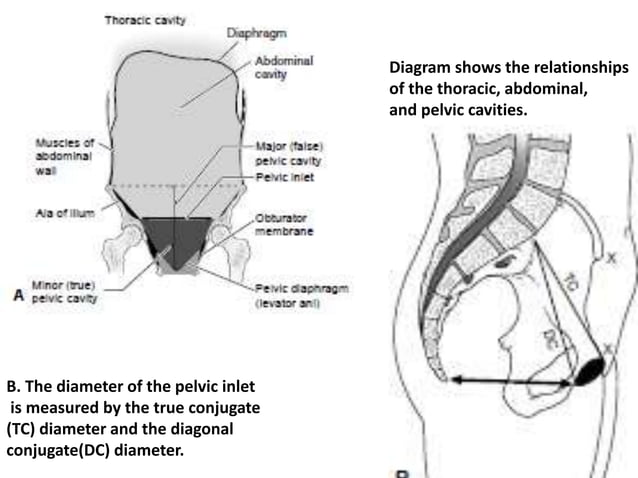 Pelvic Floor.pptx