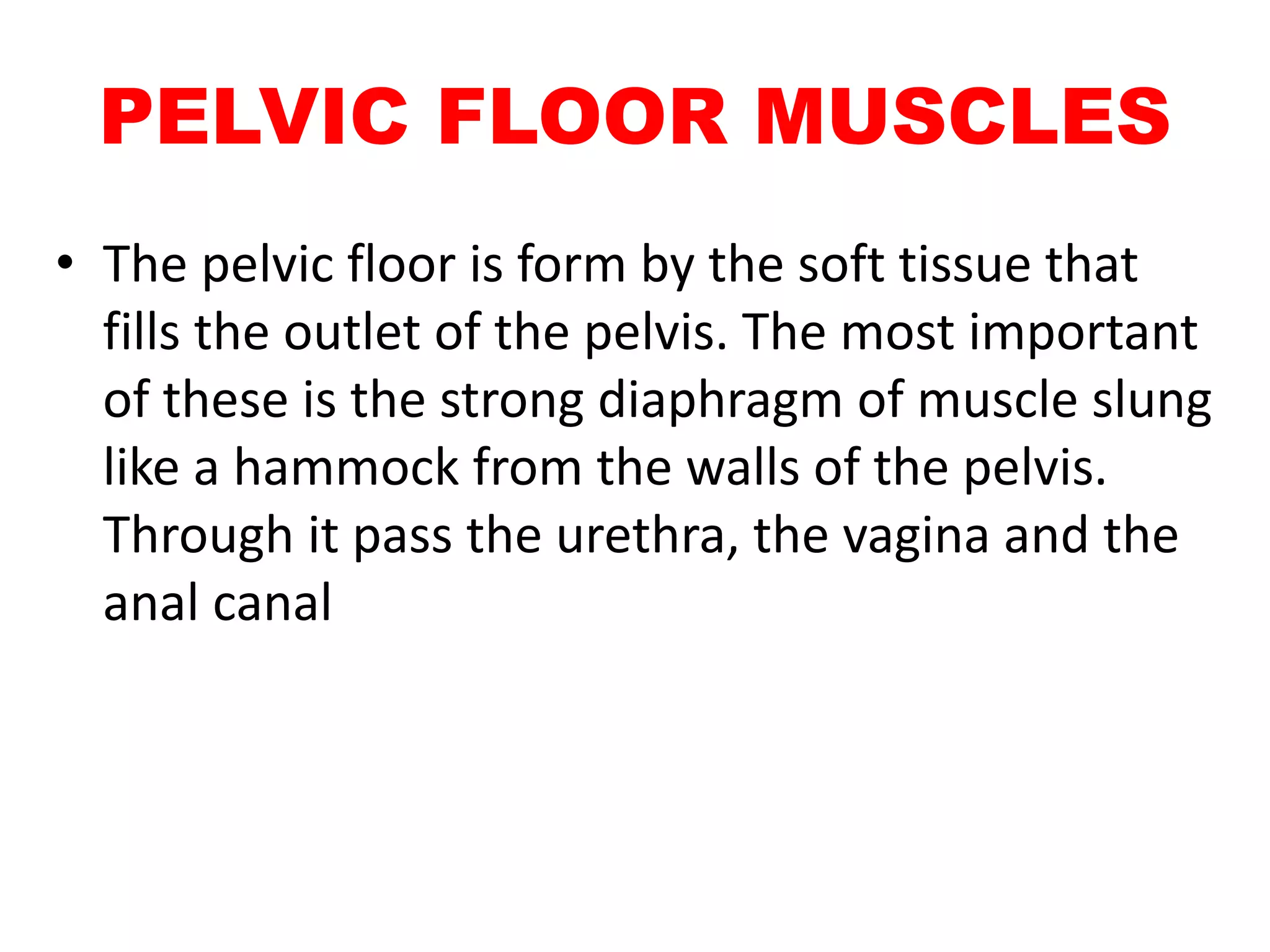 Pelvic floor muscles and the perineal body- mr. panneh | PPTX