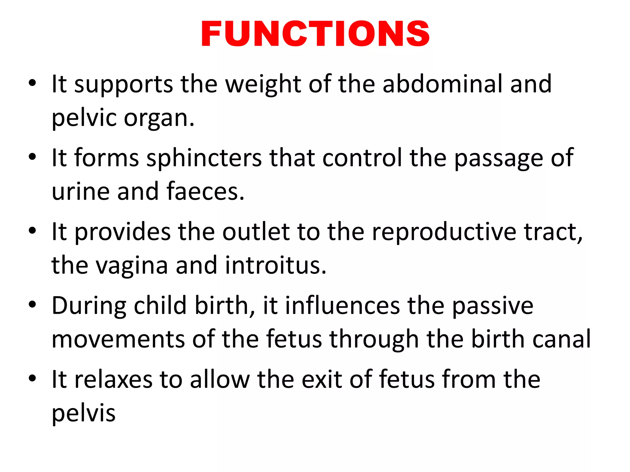 Pelvic floor muscles and the perineal body- mr. panneh | PPTX
