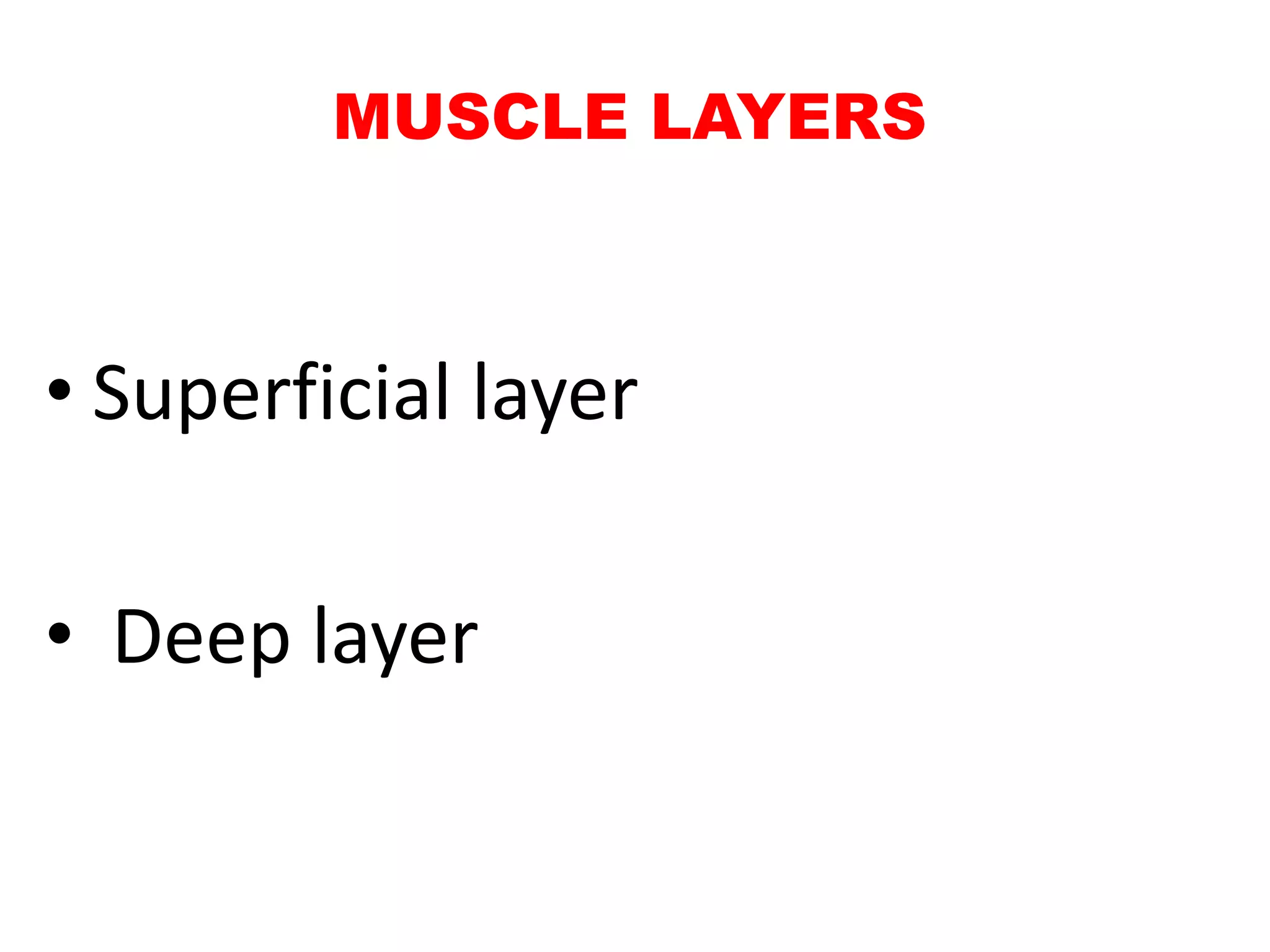 Pelvic floor muscles and the perineal body- mr. panneh | PPTX