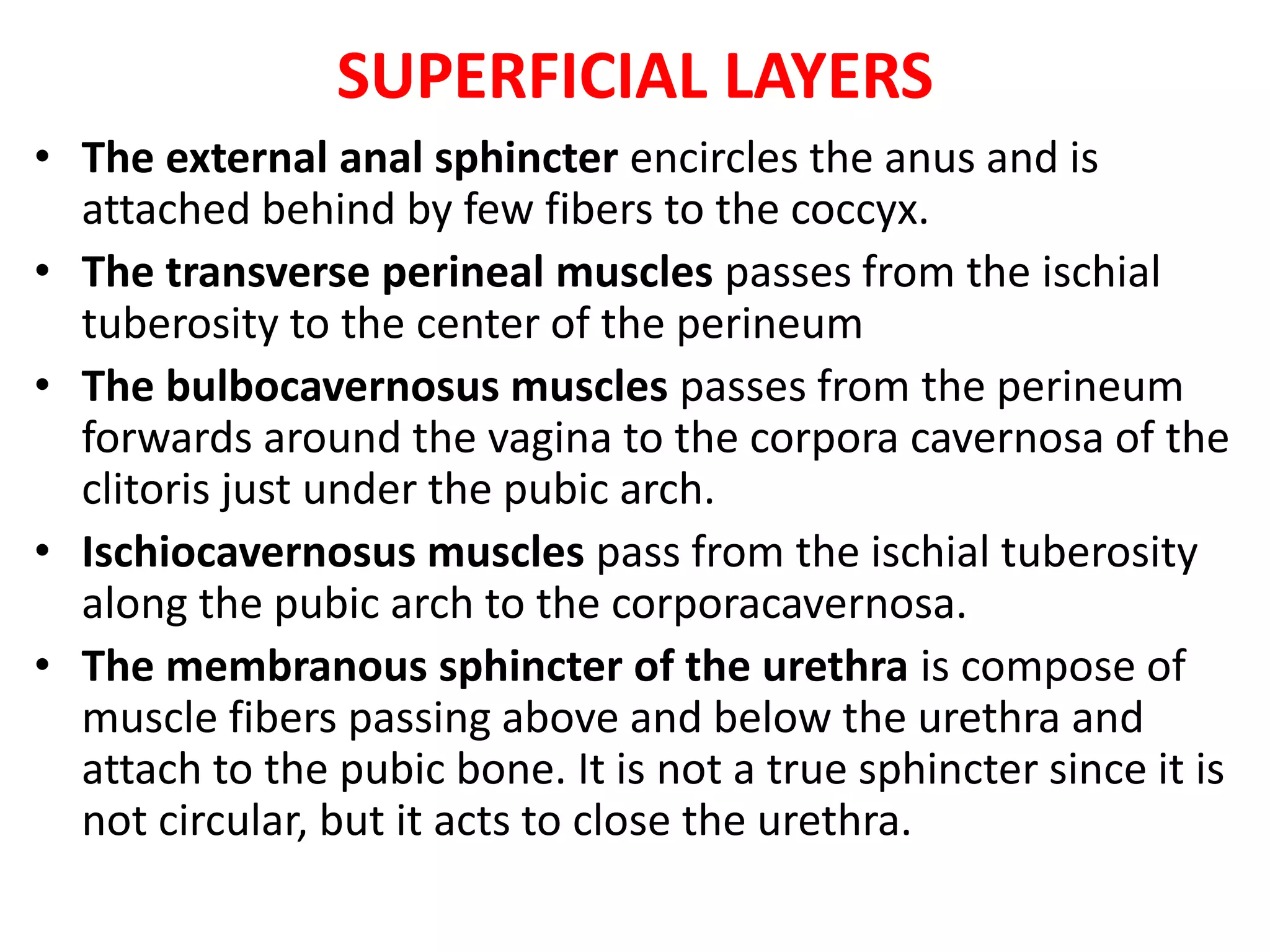 Pelvic floor muscles and the perineal body- mr. panneh | PPTX