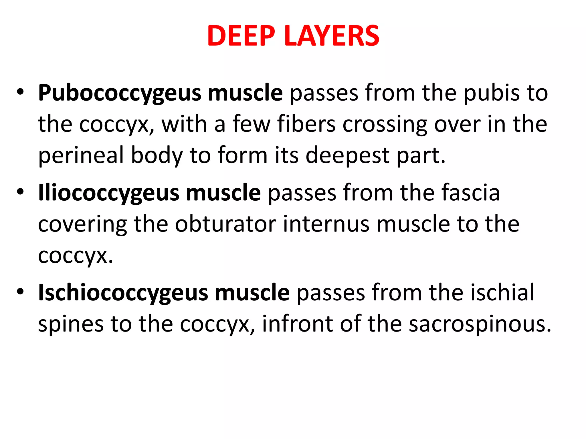 Pelvic floor muscles and the perineal body- mr. panneh | PPTX