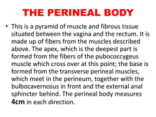 Pelvic floor muscles and the perineal body- mr. panneh | PPTX