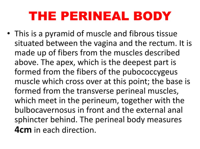 Pelvic floor muscles and the perineal body- mr. panneh | PPTX ...