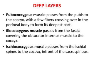 Pelvic floor muscles and the perineal body- mr. panneh | PPTX