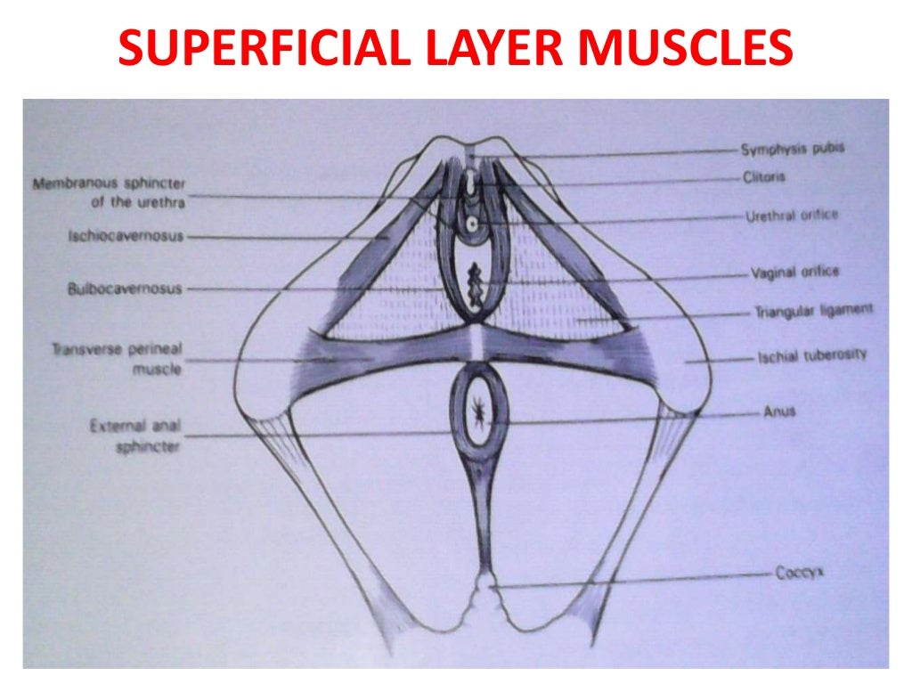 Pelvic floor muscles and the perineal body- mr. panneh