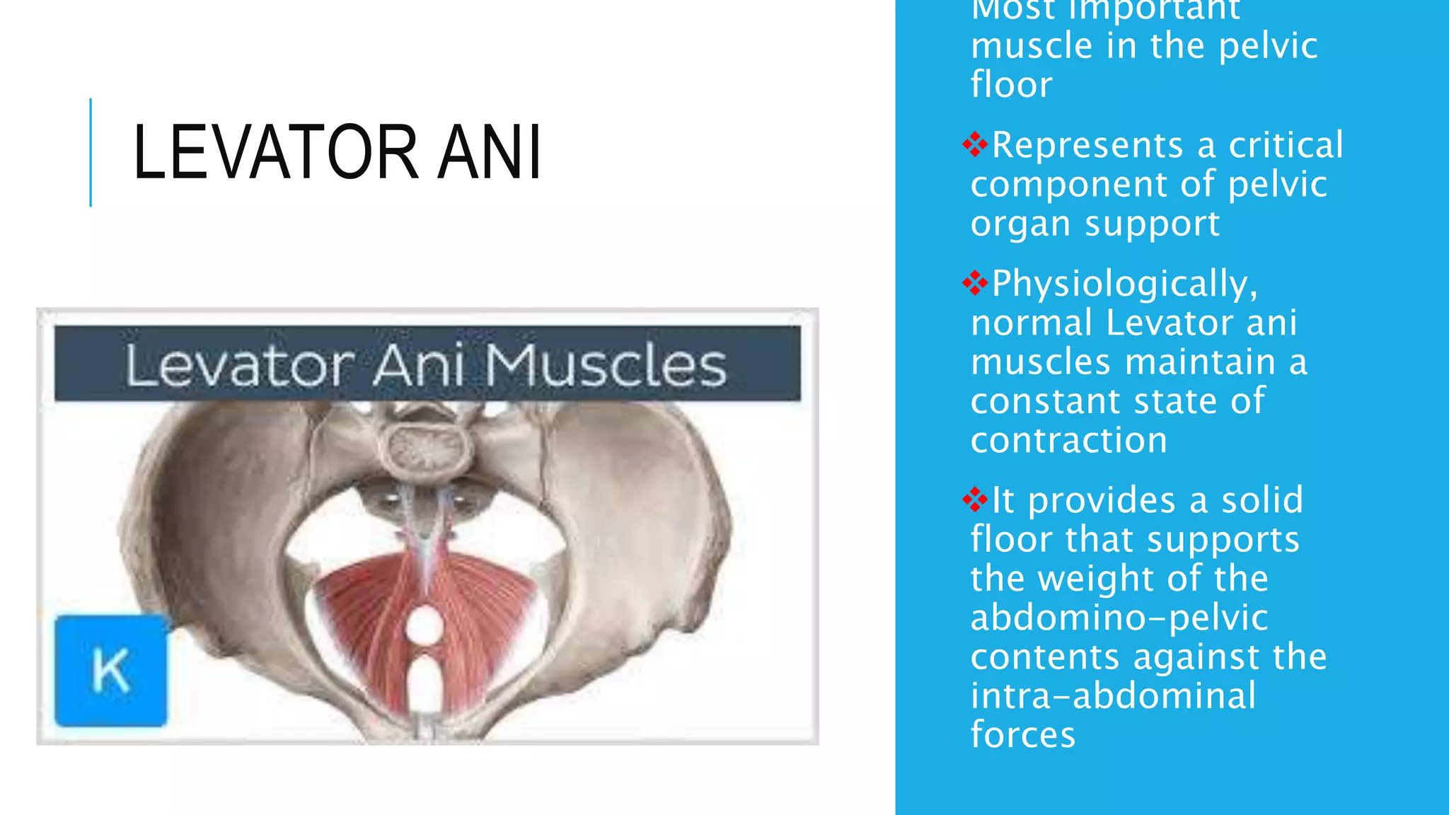 Pelvic Floor Anatomy and Physiotherapy management | PPTX