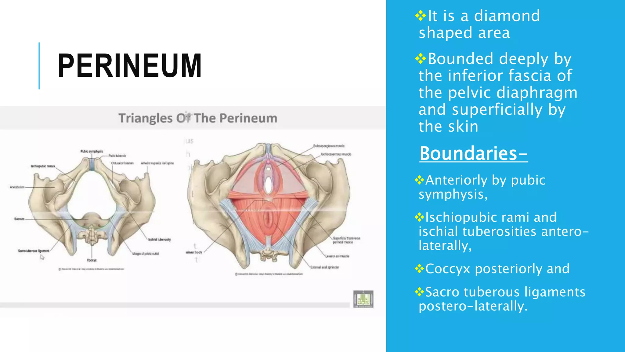 Pelvic Floor Anatomy and Physiotherapy management | PPTX