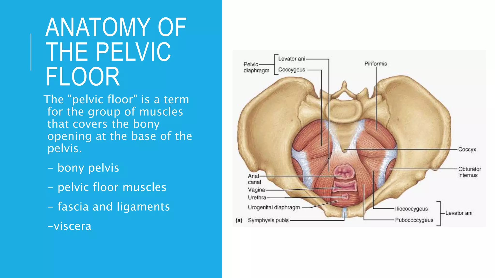 Pelvic Floor Anatomy And Physiotherapy Management Pptx