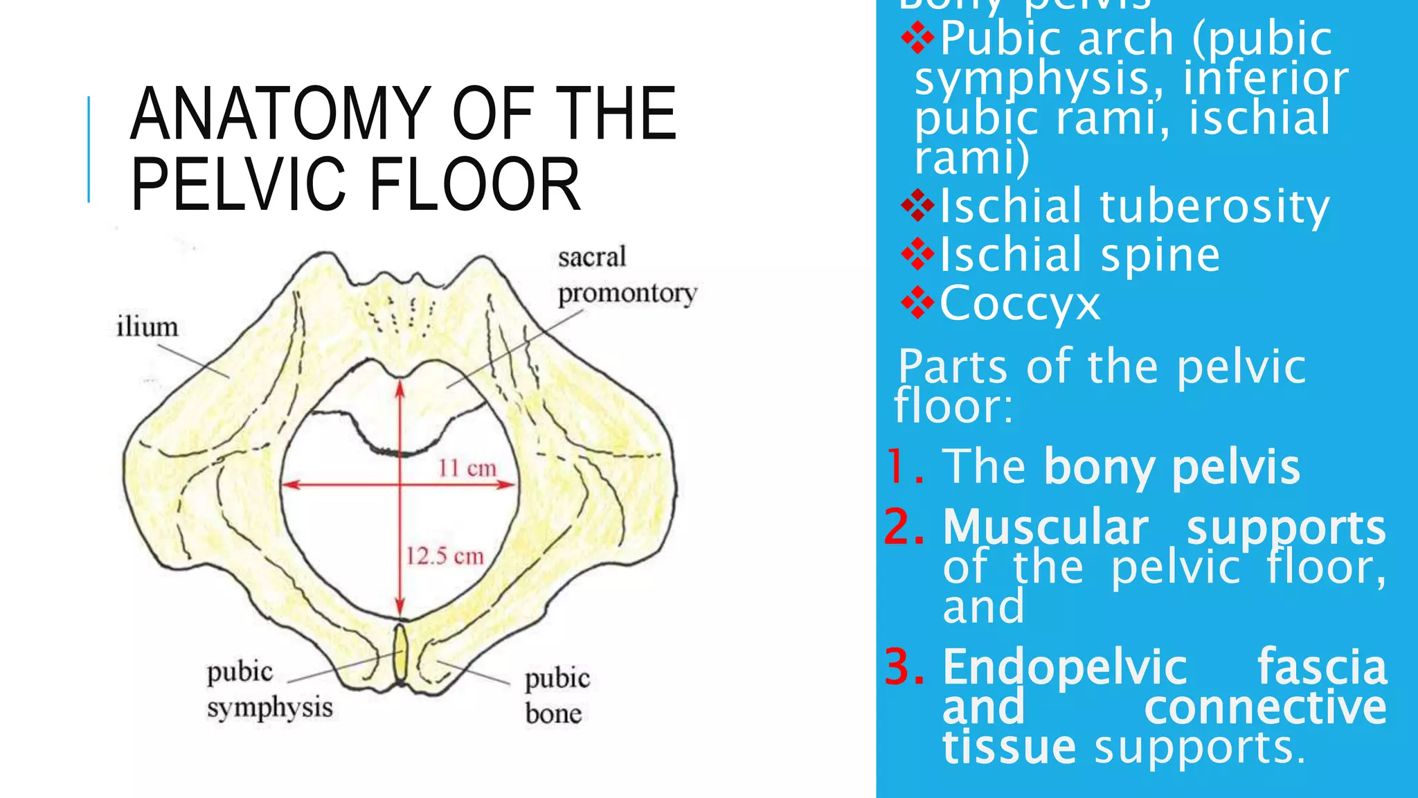 Pelvic Floor Anatomy and Physiotherapy management | PPTX