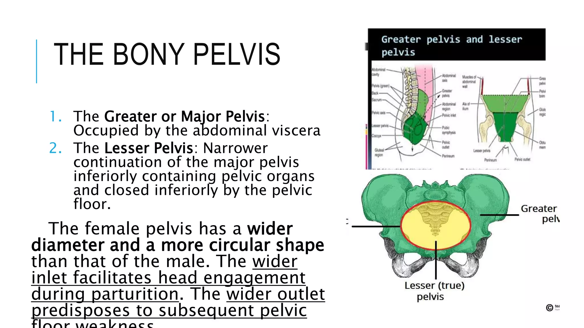Pelvic Floor Anatomy and Physiotherapy management | PPTX