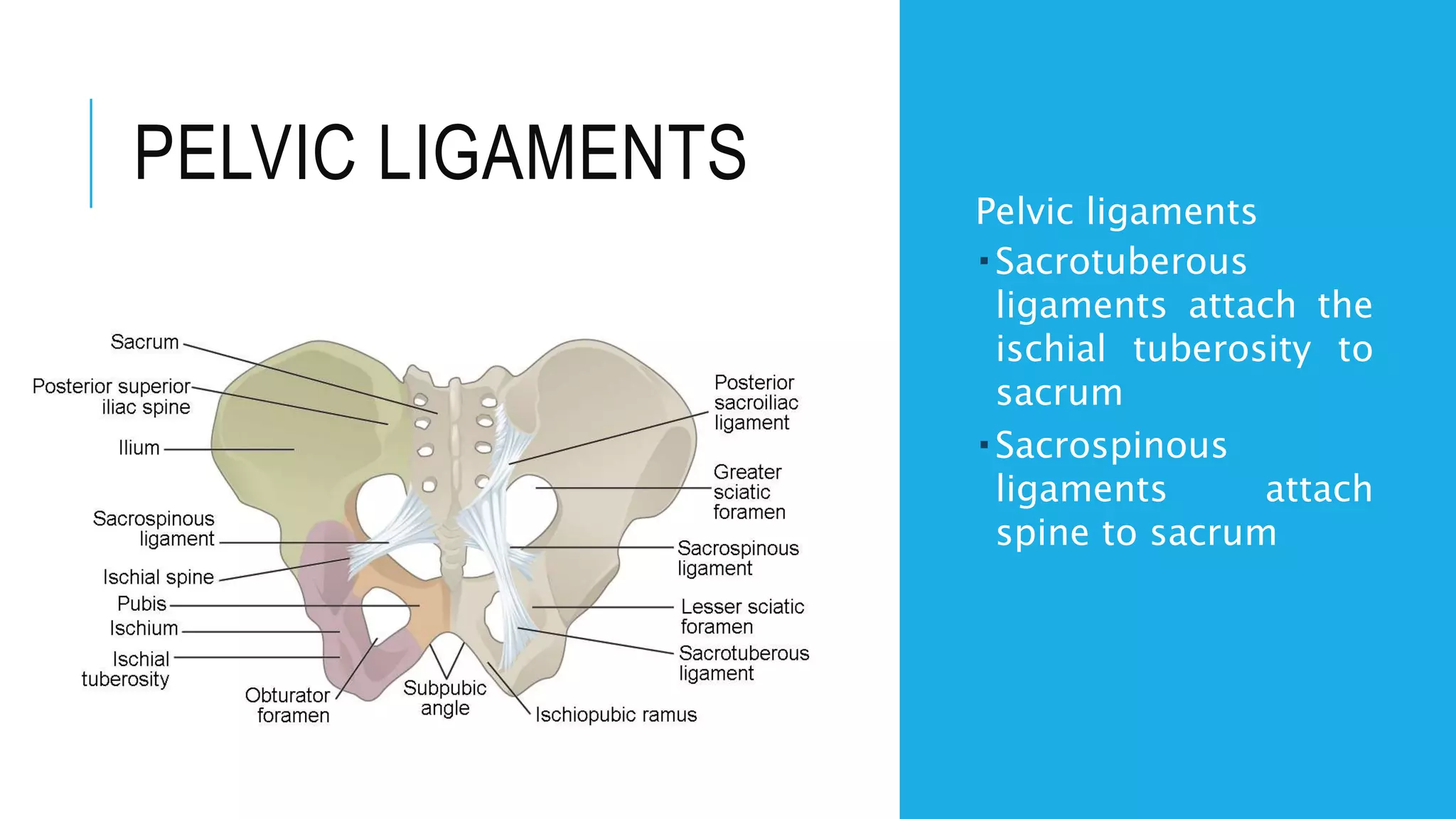 Pelvic Floor Anatomy and Physiotherapy management | PPTX