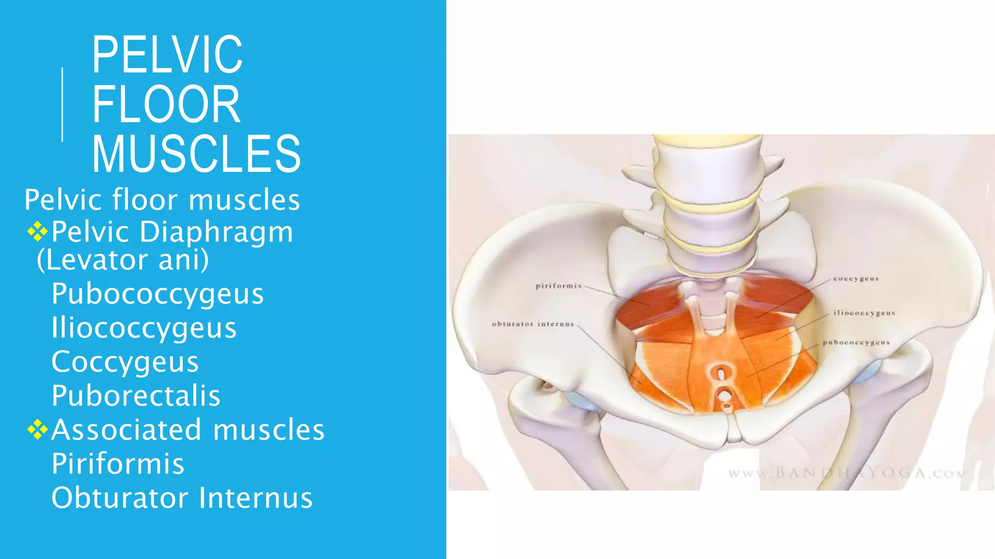 Pelvic Floor Anatomy and Physiotherapy management | PPTX