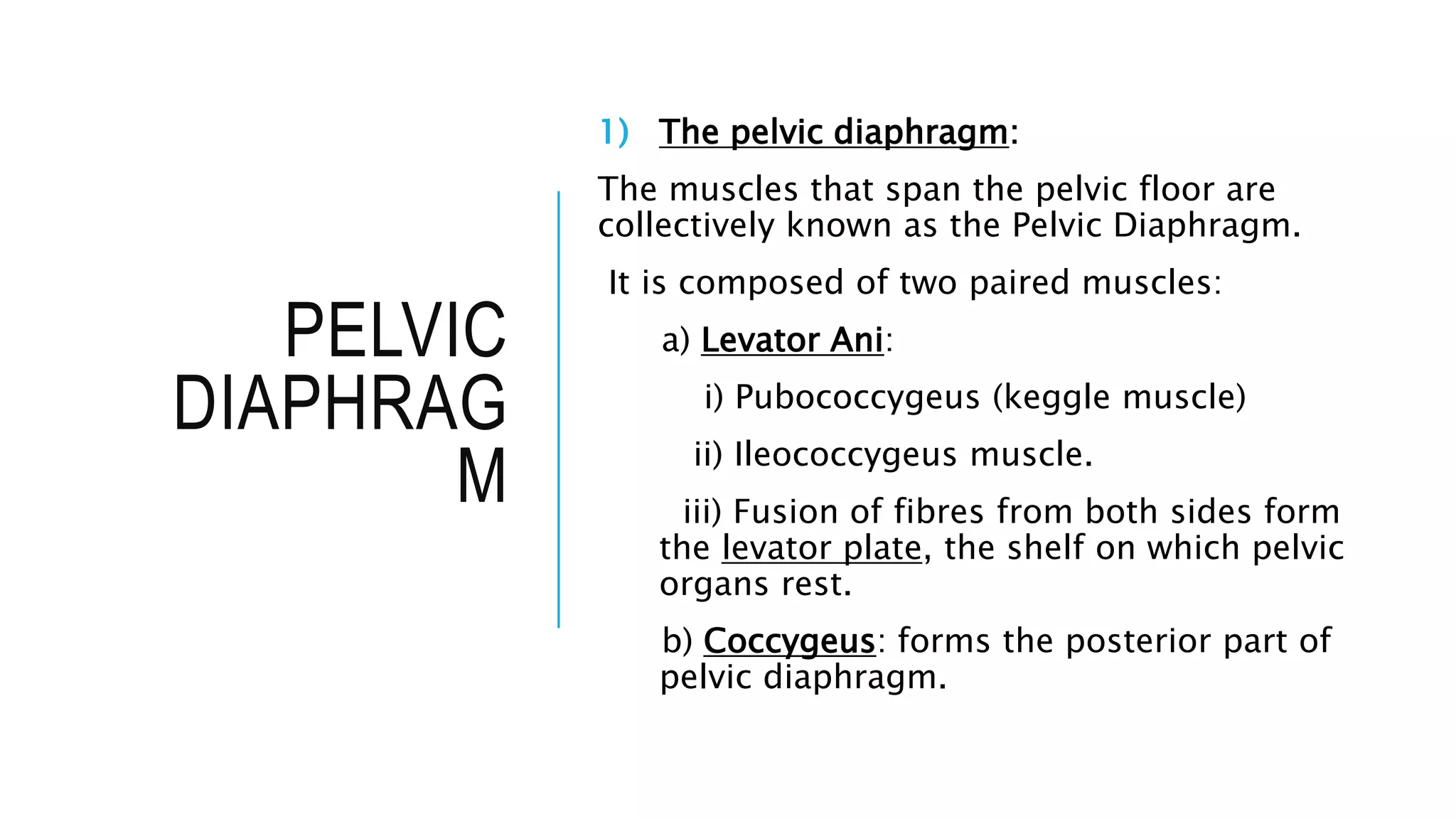 Pelvic Floor Anatomy and Physiotherapy management | PPTX