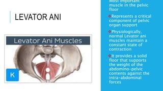 Pelvic Floor Anatomy and Physiotherapy management | PPTX