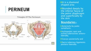 Pelvic Floor Anatomy and Physiotherapy management | PPTX