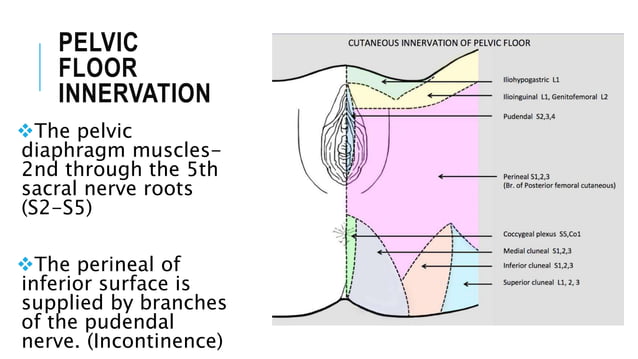 Pelvic Floor Anatomy and Physiotherapy management | PPTX