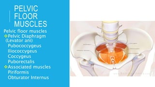 Pelvic Floor Anatomy and Physiotherapy management | PPTX