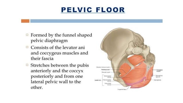 Pelvic Floor Anatomy and Physiotherapy management | PPTX