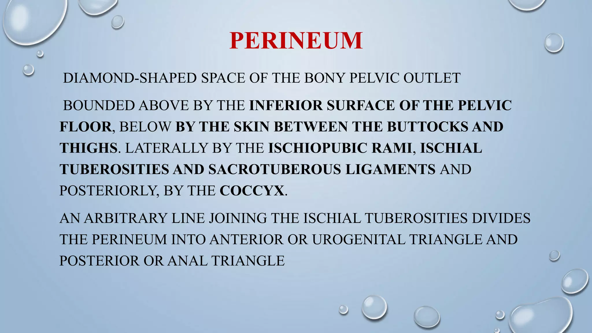 Pelvic floor anatomy and blood supply.pptx