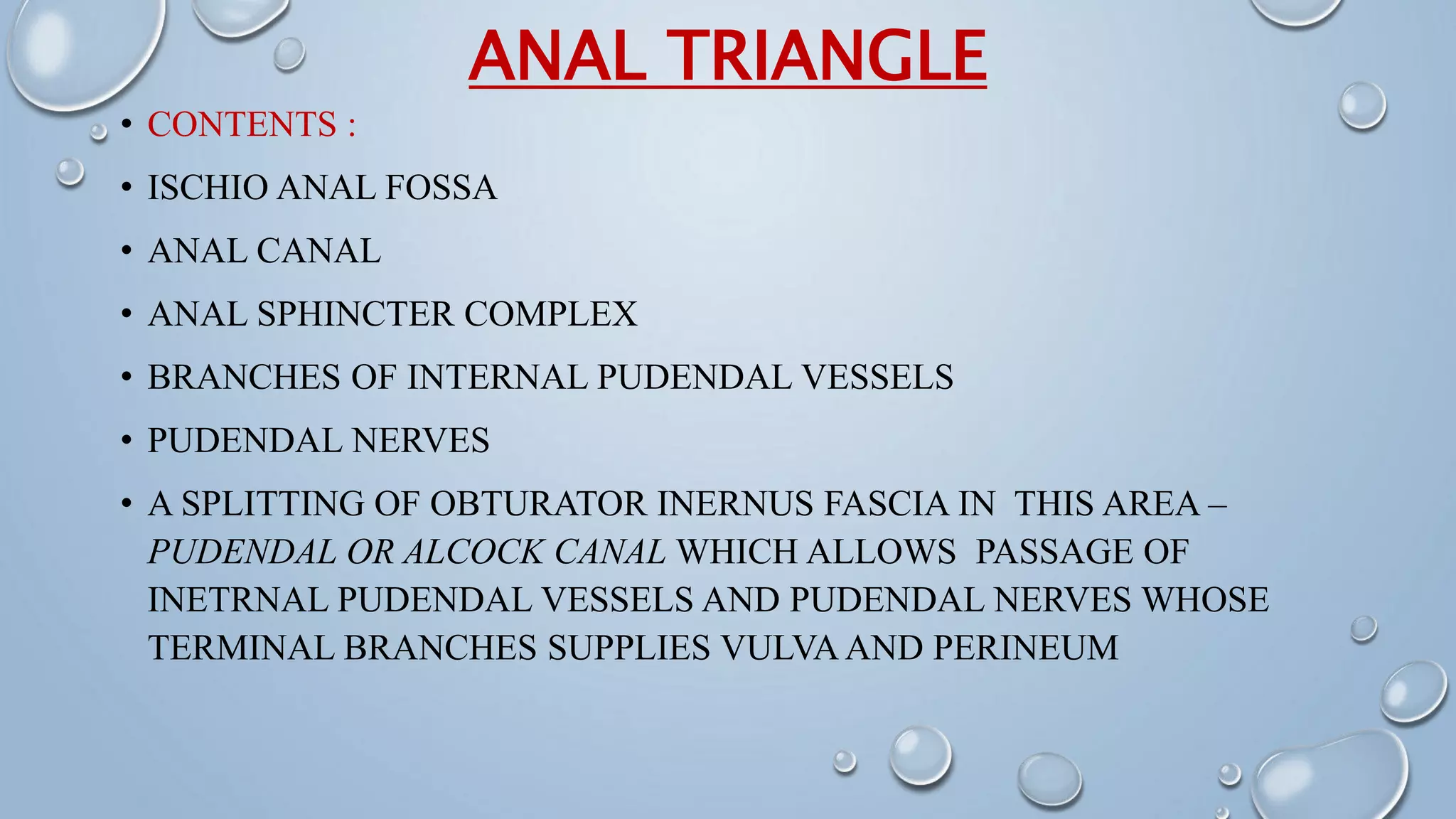 Pelvic floor anatomy and blood supply.pptx