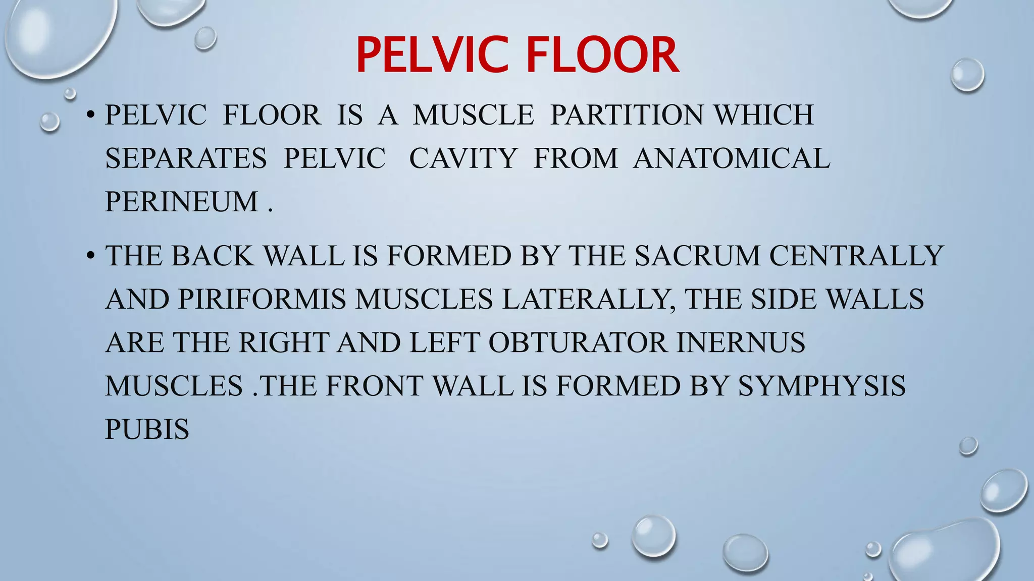 Pelvic floor anatomy and blood supply.pptx