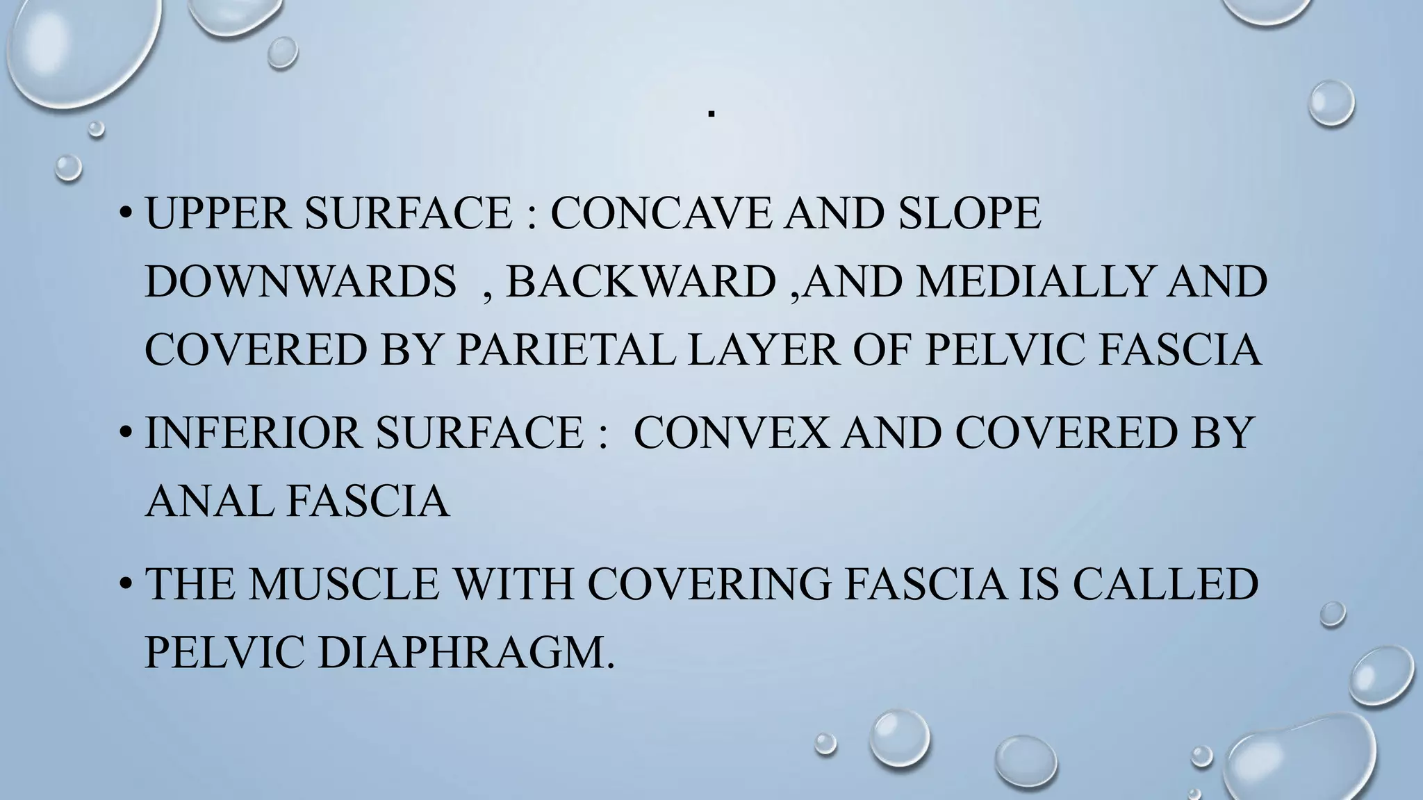 Pelvic floor anatomy and blood supply.pptx