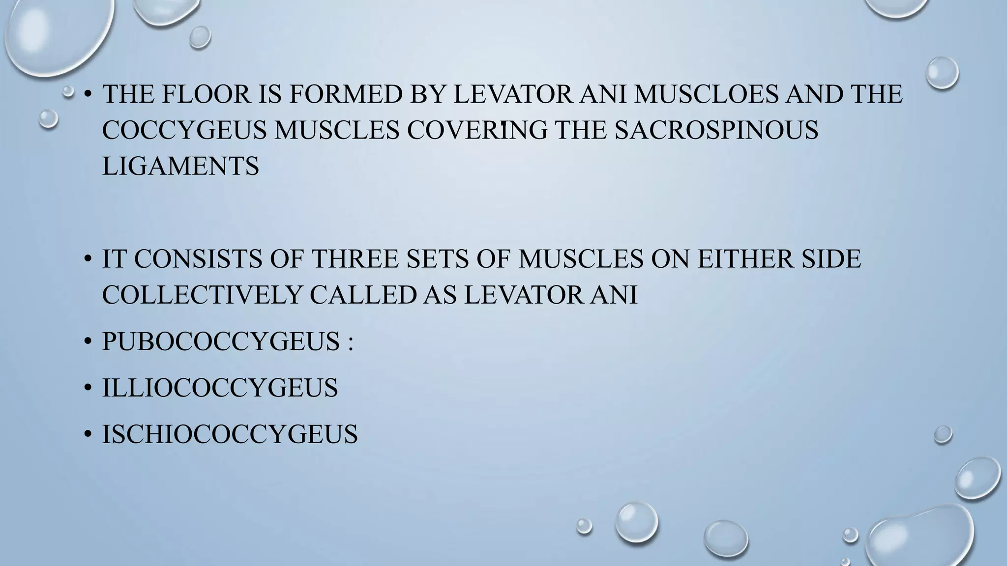 Pelvic floor anatomy and blood supply.pptx