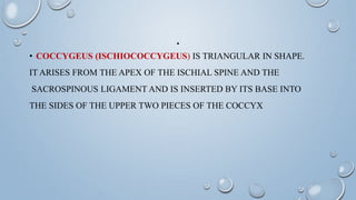 Pelvic floor anatomy and blood supply.pptx