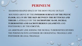 Pelvic floor anatomy and blood supply.pptx