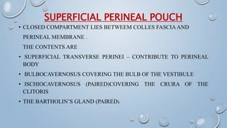 Pelvic floor anatomy and blood supply.pptx