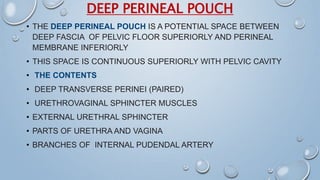 Pelvic floor anatomy and blood supply.pptx