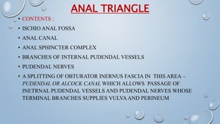 Pelvic floor anatomy and blood supply.pptx