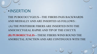 Pelvic floor anatomy and blood supply.pptx